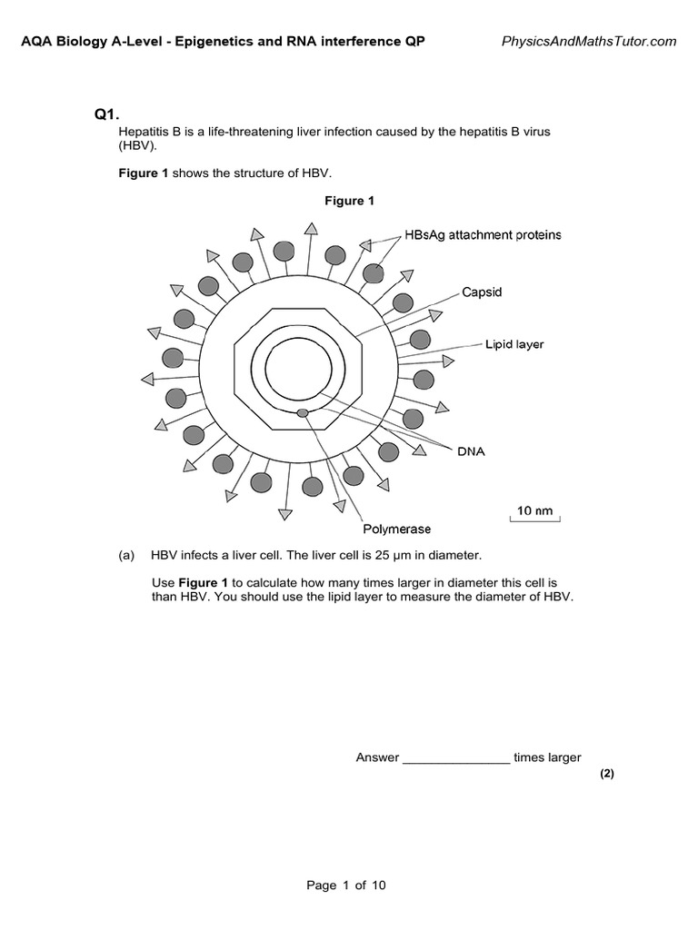 8.2 Epigenetics and RNA Interference QP | PDF | Molecular Biology ...