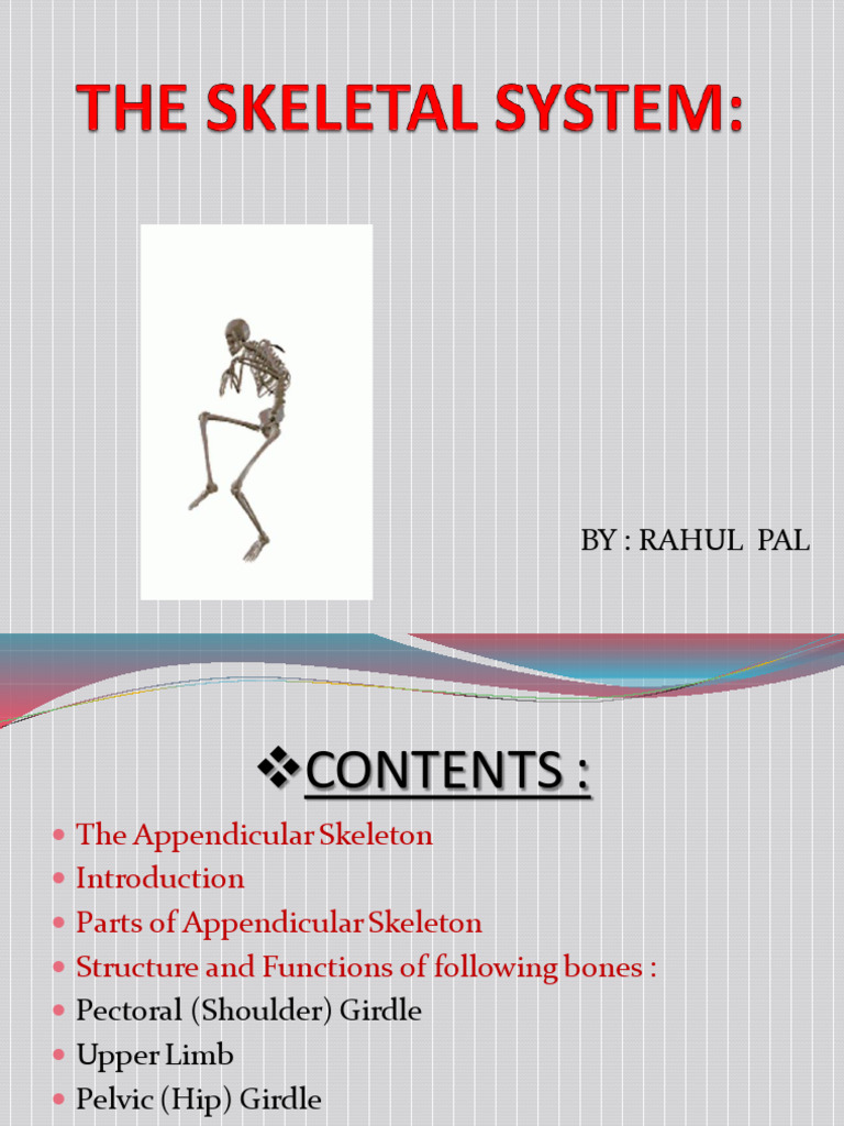 APPENDICULAR SYSTEM | PDF | Musculoskeletal System | Limbs (Anatomy)