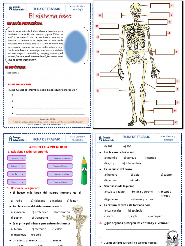3 Ficha Cómo Se Sostiene Mi Cuerpo | PDF | Esqueleto | Sistema musculoesquelético