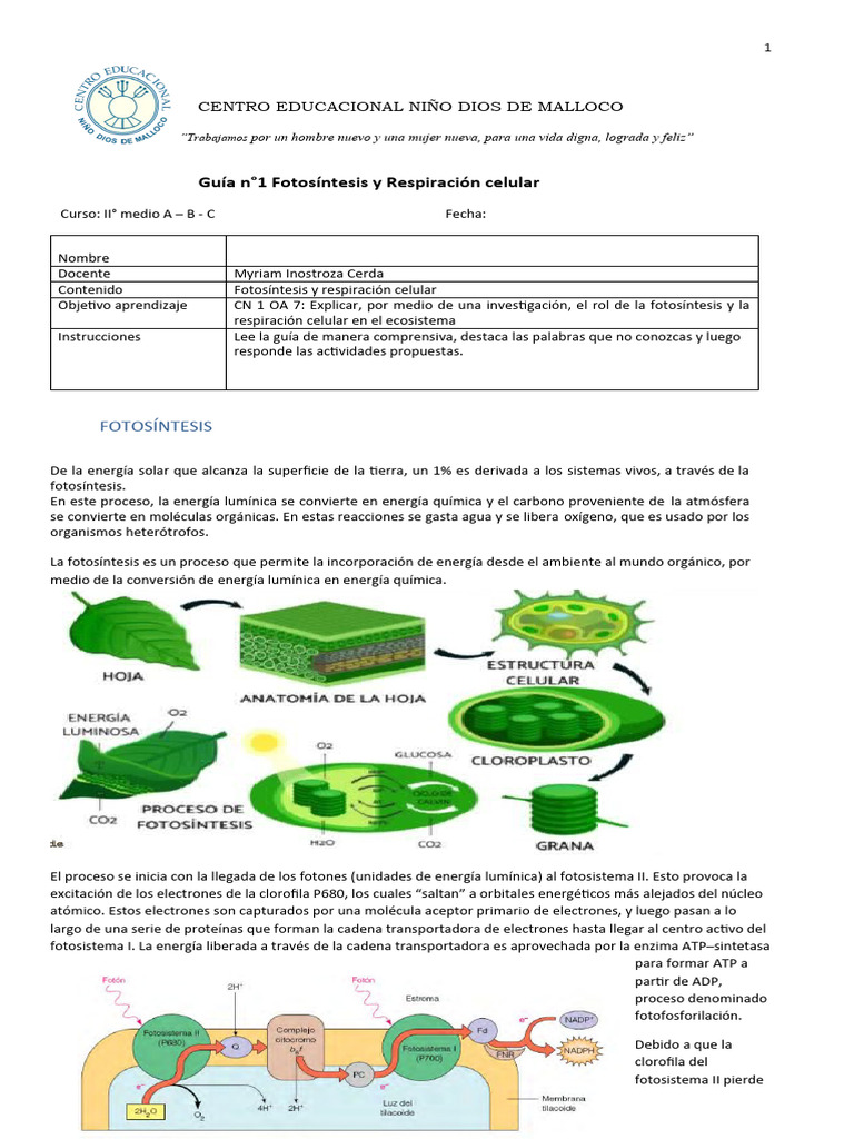Guía Fotosíntesis y Respiración Celular | PDF | Respiración celular ...