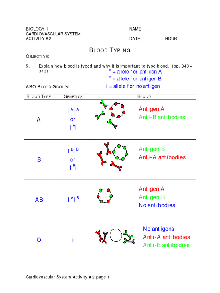 Blood Typing Notes | PDF | Blood Type | Diseases And Disorders
