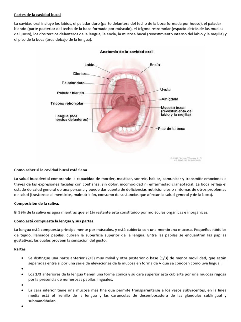 Partes de la cavidad bucal | PDF | Lengua | Gusto Partes de la cavidad bucal | PDF | Lengua | Gusto