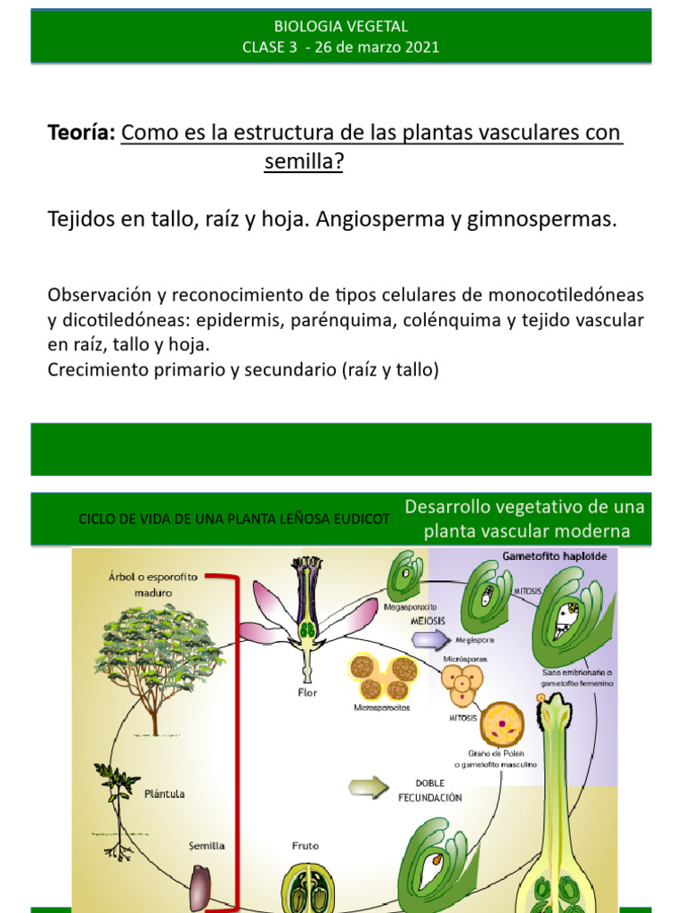 Clase 3-26-3-2021 | PDF | Tallo de la planta | Raíz