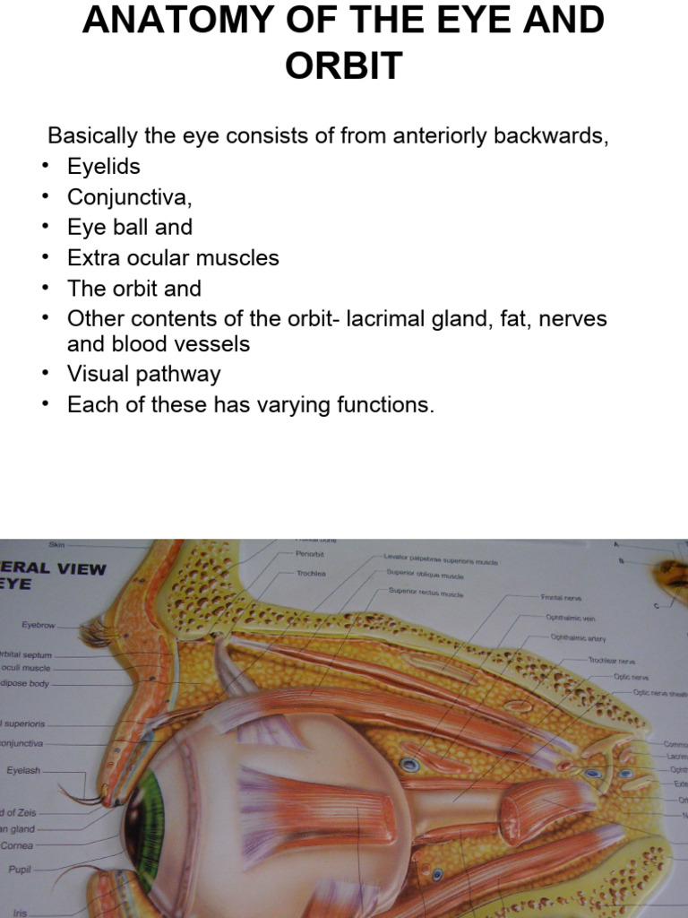 Anatomy Power Point New | PDF | Human Eye | Ophthalmology