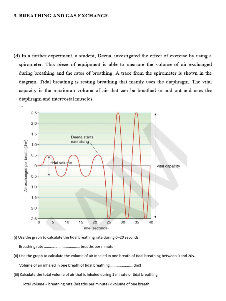 Breathing and Gas Exchange (EXCERCISES) | PDF