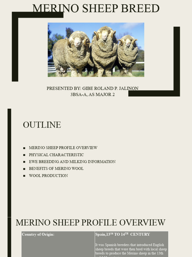 Merino Sheep Breed | Download Free PDF | Sheep | Domestication