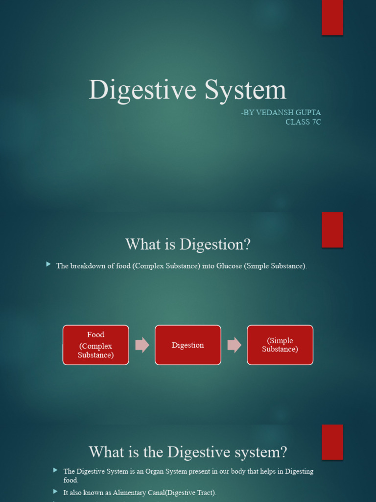 Digestive System | PDF | Digestion | Human Digestive System