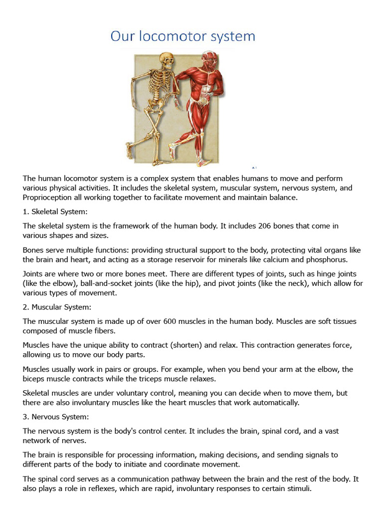 Human Locomotor System Overview | PDF | Skeletal Muscle | Human ...