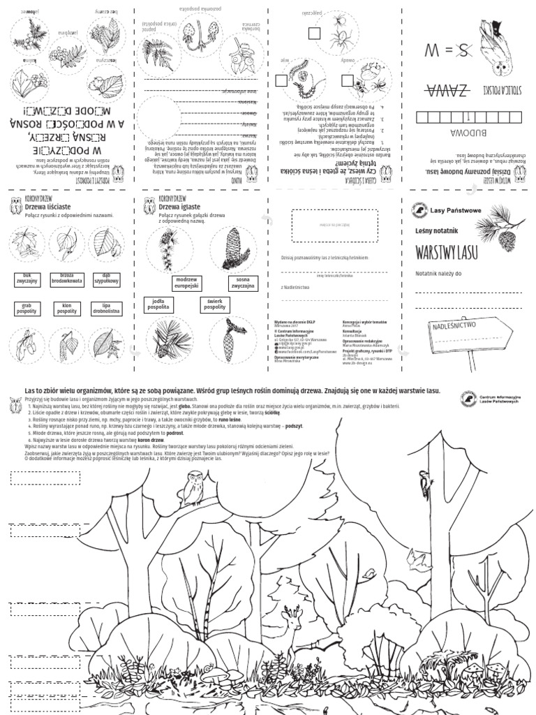 03 Warstwy Lasu SZK Podst | PDF