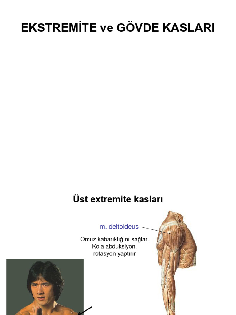 Kaslar Gövde-Ekstremite - 10 | PDF