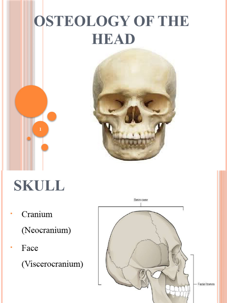 Osteology of The Head | PDF | Skull | Skeletal System