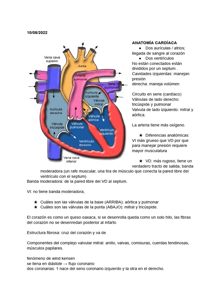 Cardio Pdf Corazón Ventrículo Corazón