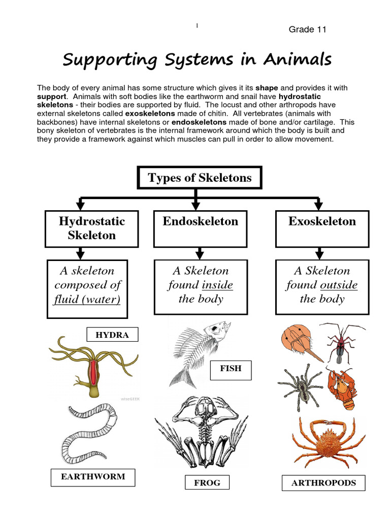 11LS the Skeleton NOTES | PDF | Vertebra | Vertebral Column