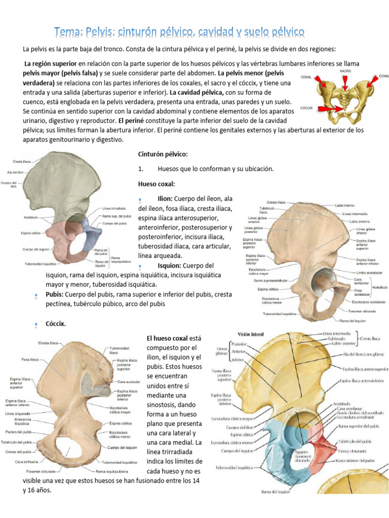 Anatomía y Función de la Pelvis Humana | PDF | Pelvis | Articulación