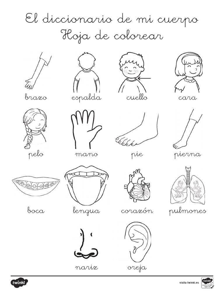 Mi Cuerpo Partes Del Cuerpo Colorear Pdf