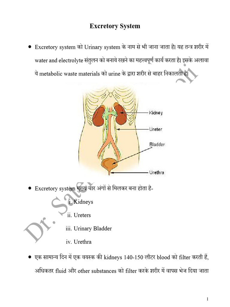 Excretory System | PDF