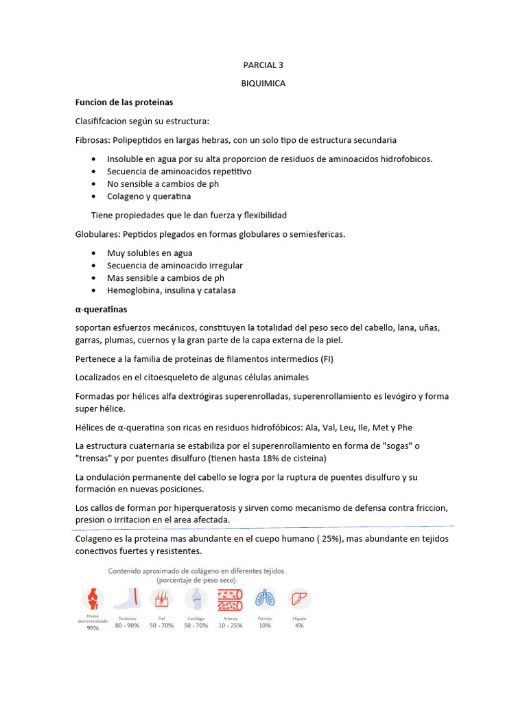 Parcial 3 Bioqui | PDF | Colágeno | Actina
