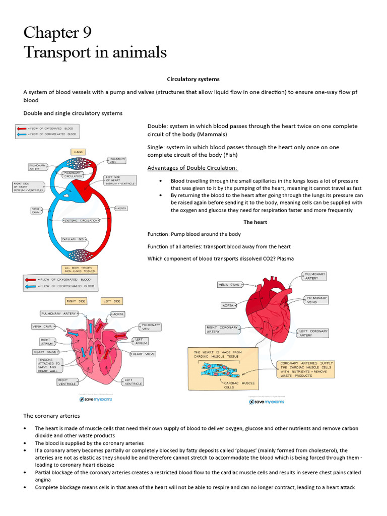 Circulatory System Notes | PDF | Artery | Heart