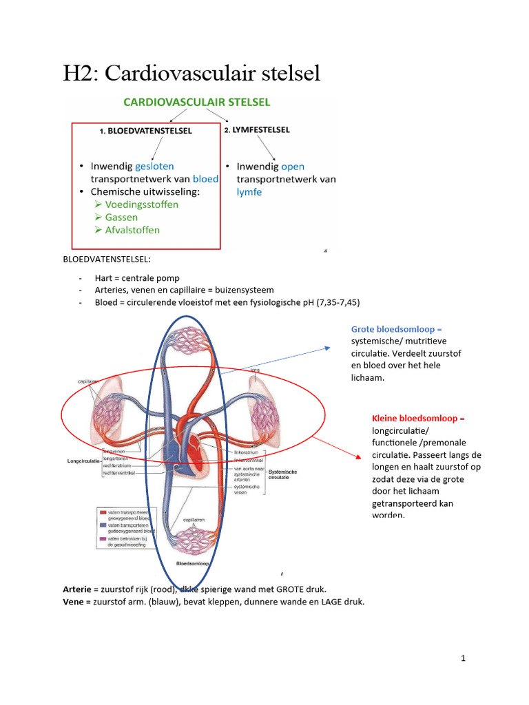 H2: Cardiovasculair Stelsel | PDF