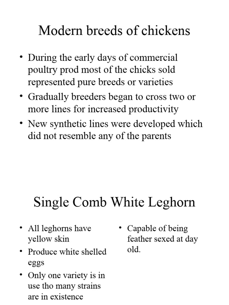 Poultry Breeds | PDF | Chicken | Broiler