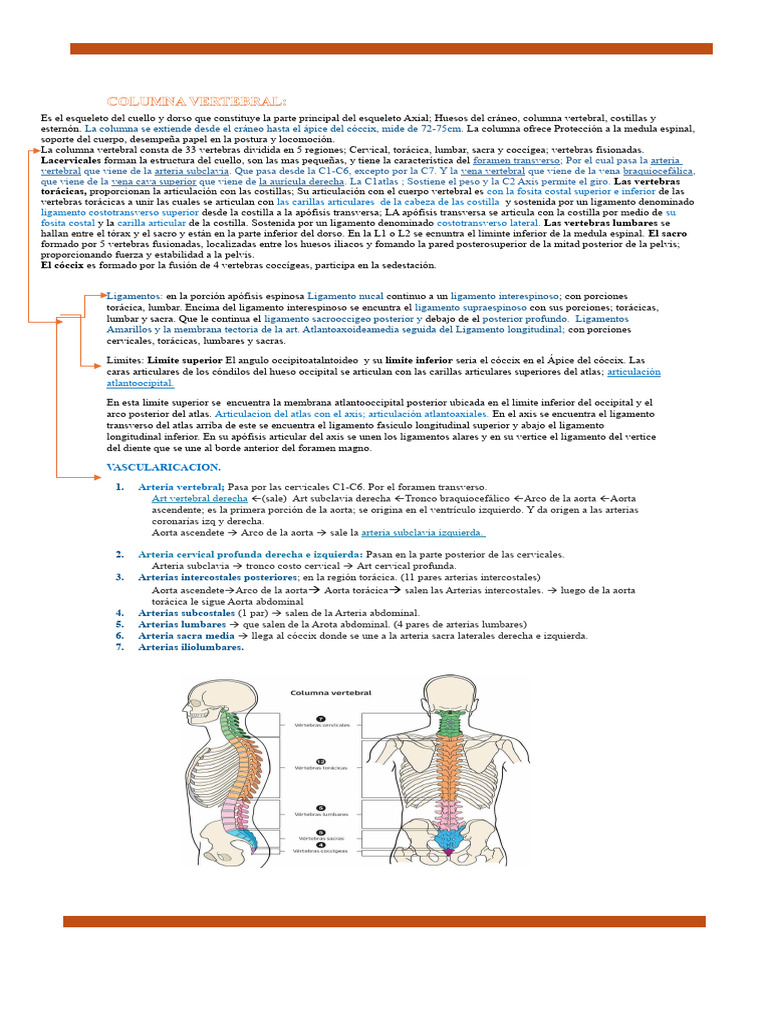 MEDULA ESPINAL | PDF | Médula espinal | Nervio