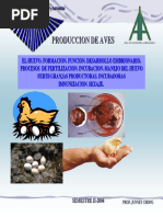 Formacion Del Pollito Dentro Del Huevo | PDF | Embrión | Huevo