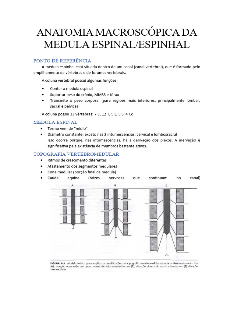 Anatomia Macroscópica Da Medula Espinal Pdf Medula Espinhal