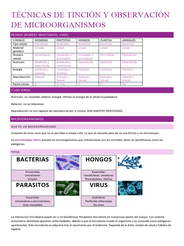 Técnicas de Tinción y Observación de Microorganismos | PDF | Bacterias Gram Positivas | Las ...