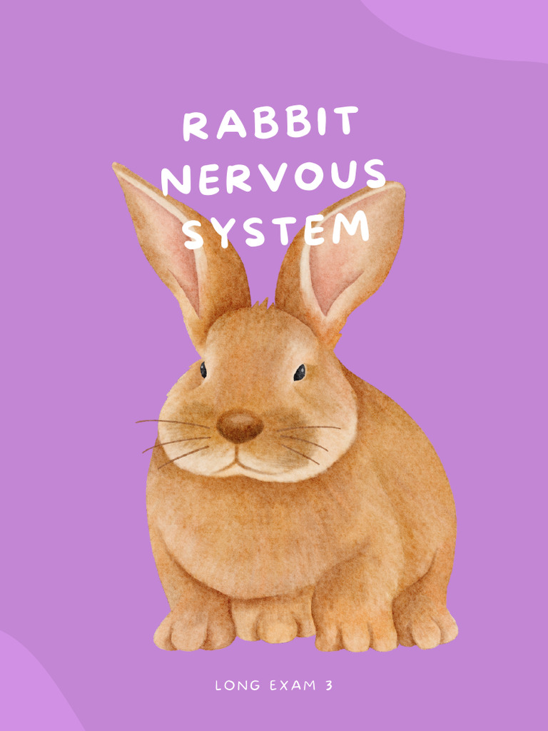 Rabbit Nervous System (Brain Labeled) | PDF