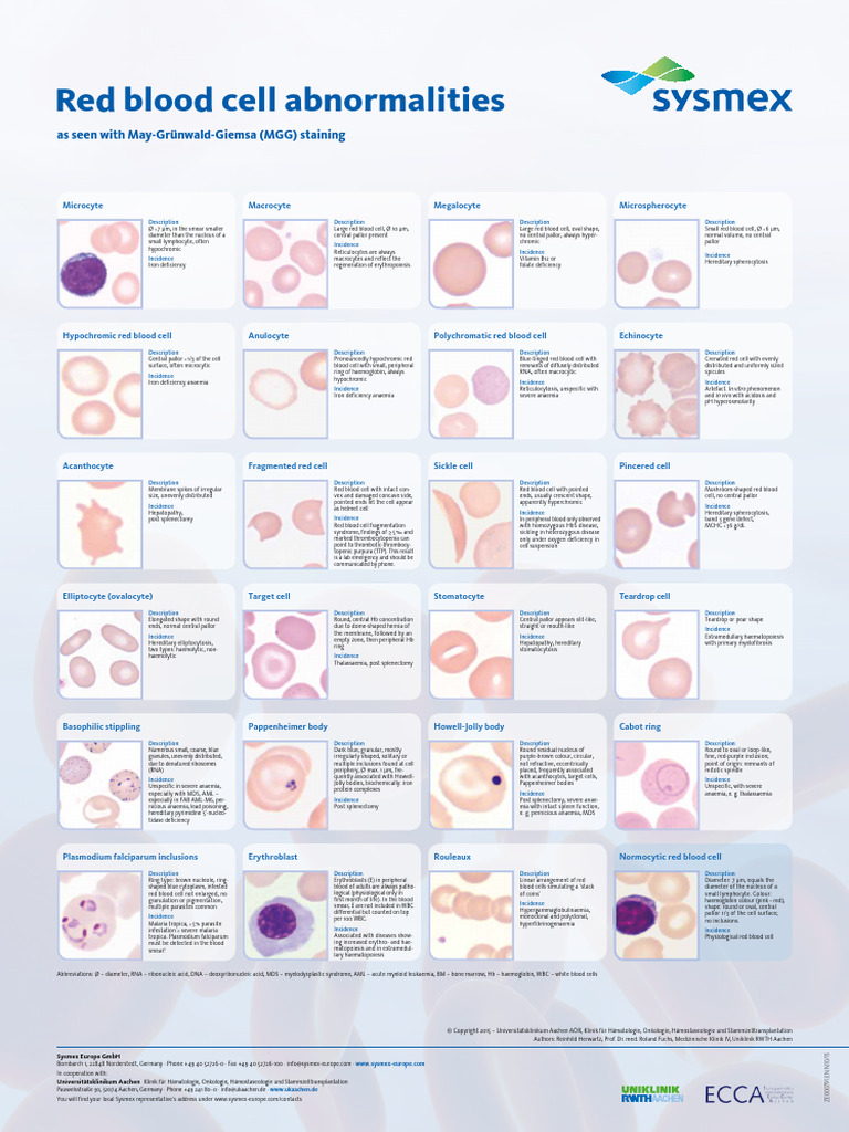 Red_blood_cell_abnormalities_??_1707388955 | PDF | Anemia | White Blood ...