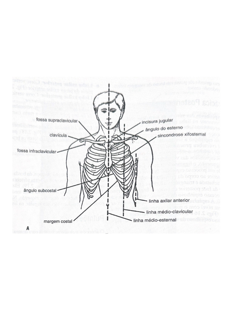 Fossa Supraclavicular | PDF