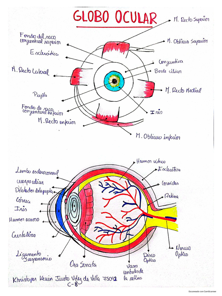 anatomia de globo ocular | PDF