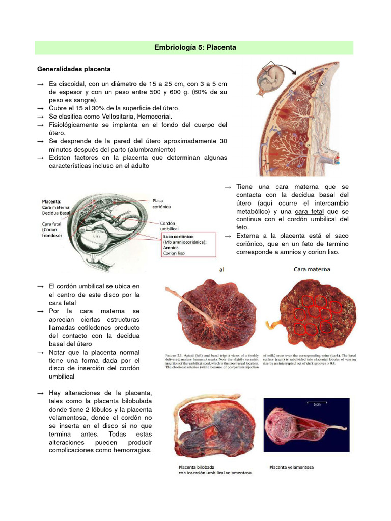 Resumen Embrio 5 Placenta | PDF | Placenta | Especialidades Medicas
