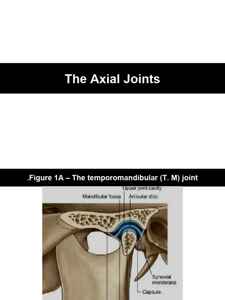 The Axial Joints | PDF | Vertebra | Vertebral Column