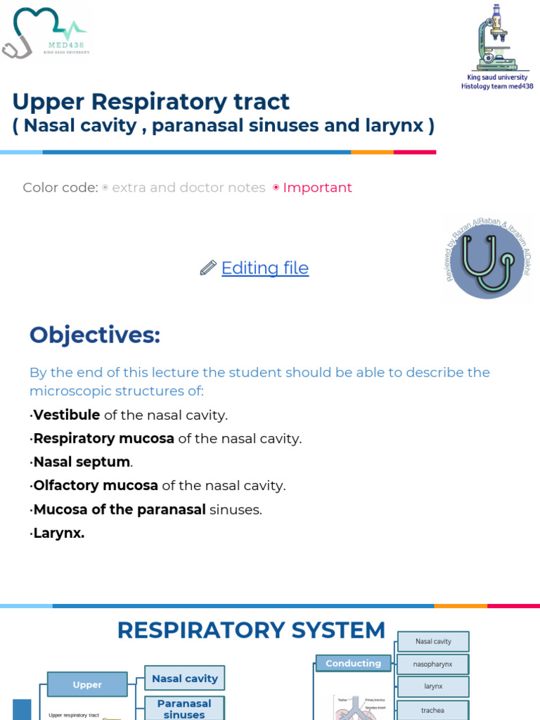 1 - Upper Respiratory Tract | PDF | Respiratory Tract | Epithelium