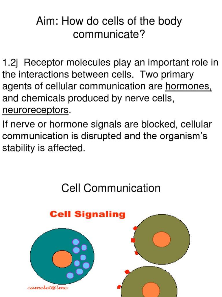 Aim: How Do Cells of The Body Communicate? | PDF | Hormone | Endocrine ...