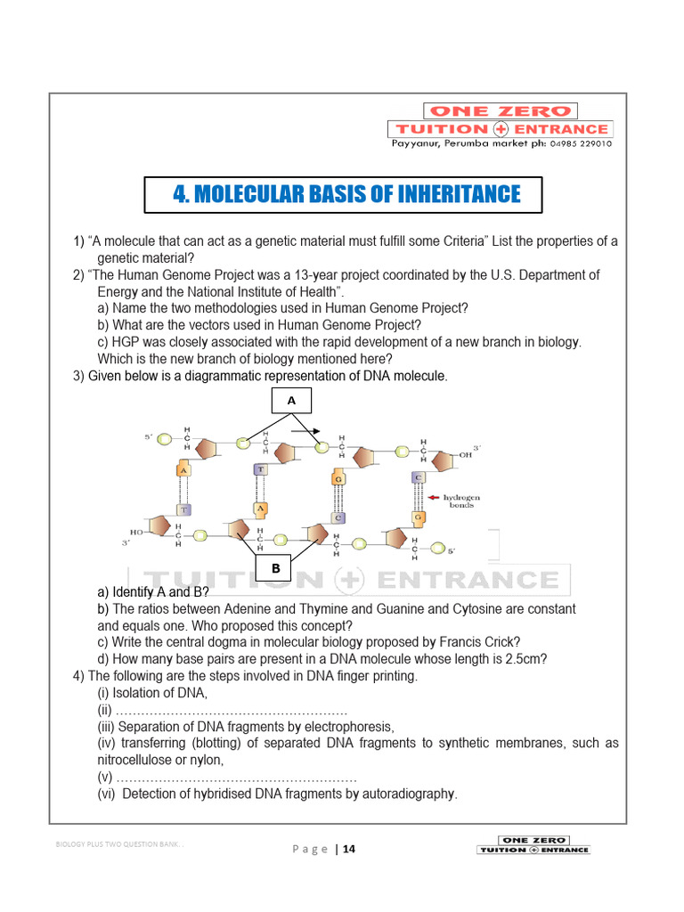 Molecular Basis of Inheritance | PDF | Dna | Gene
