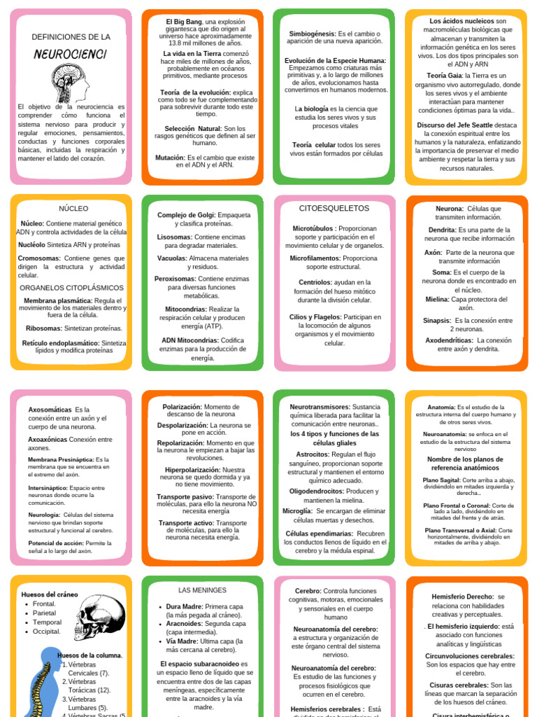 Copia de Flash cards fundamentos de psicología | PDF | Cerebro | Neurona