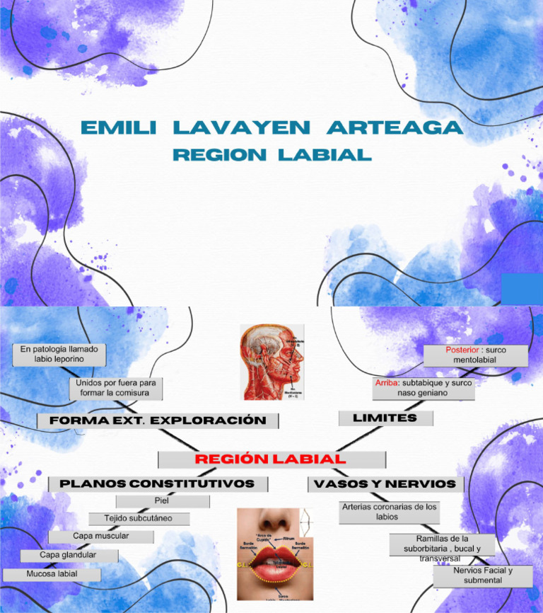 Region Labial | PDF