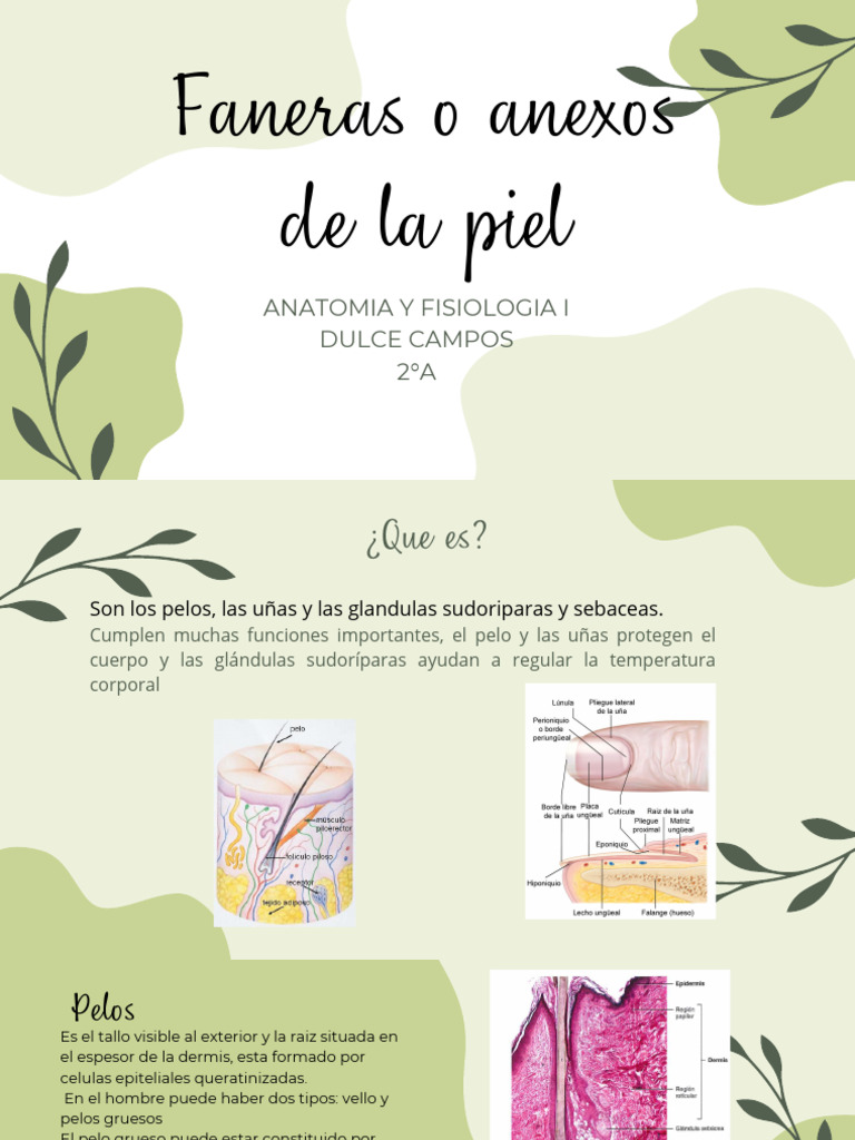 Anexos de la piel | PDF