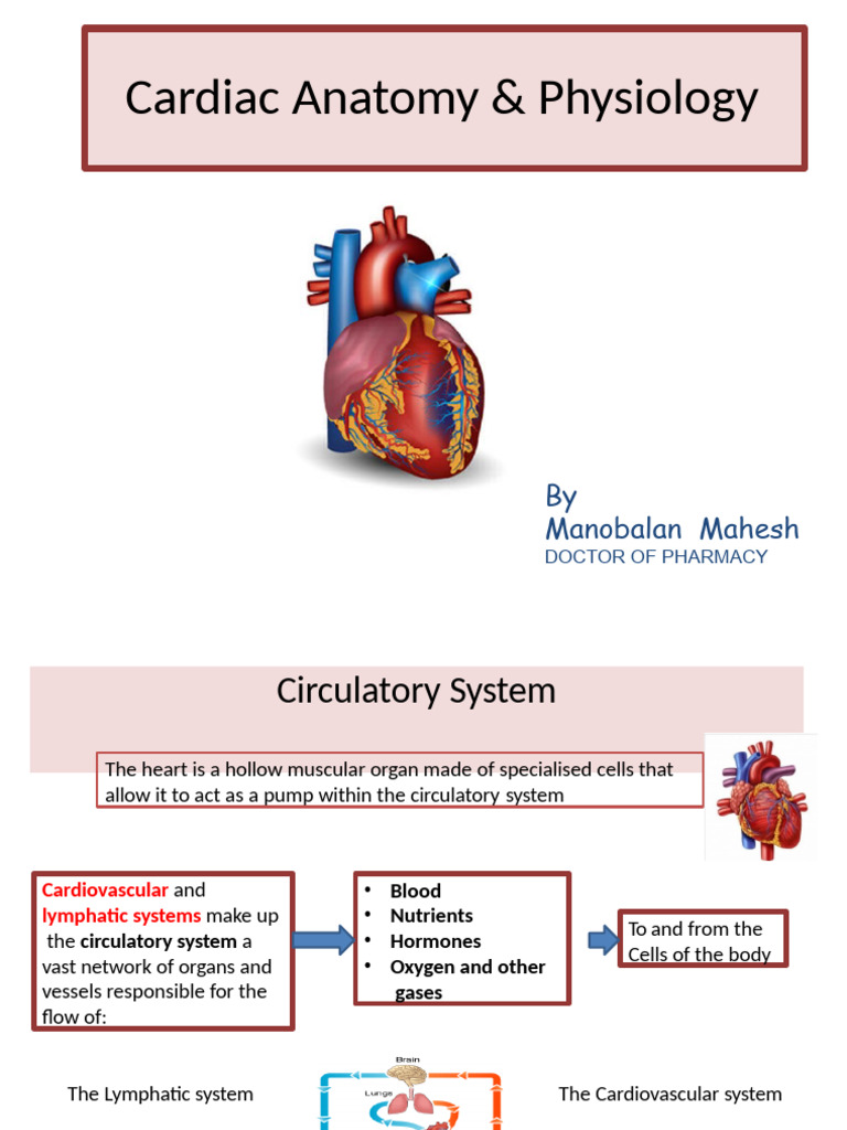 Project Cardio Vascular System - MB | PDF | Heart | Circulatory System