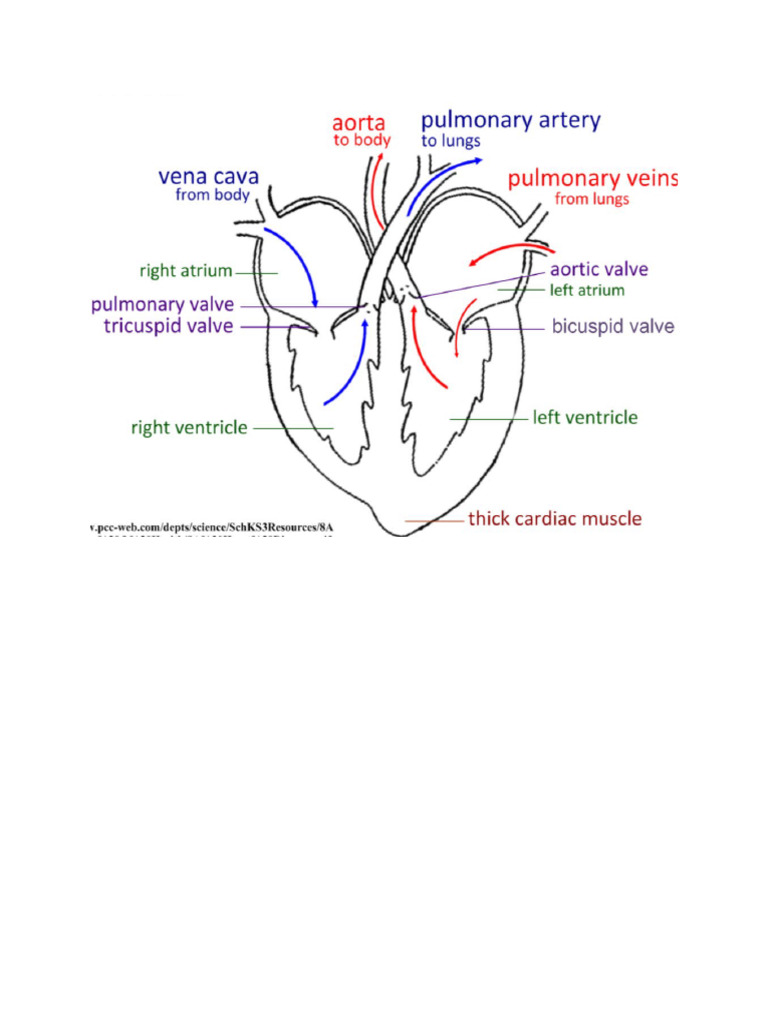 Heart Circulation Diagram | PDF