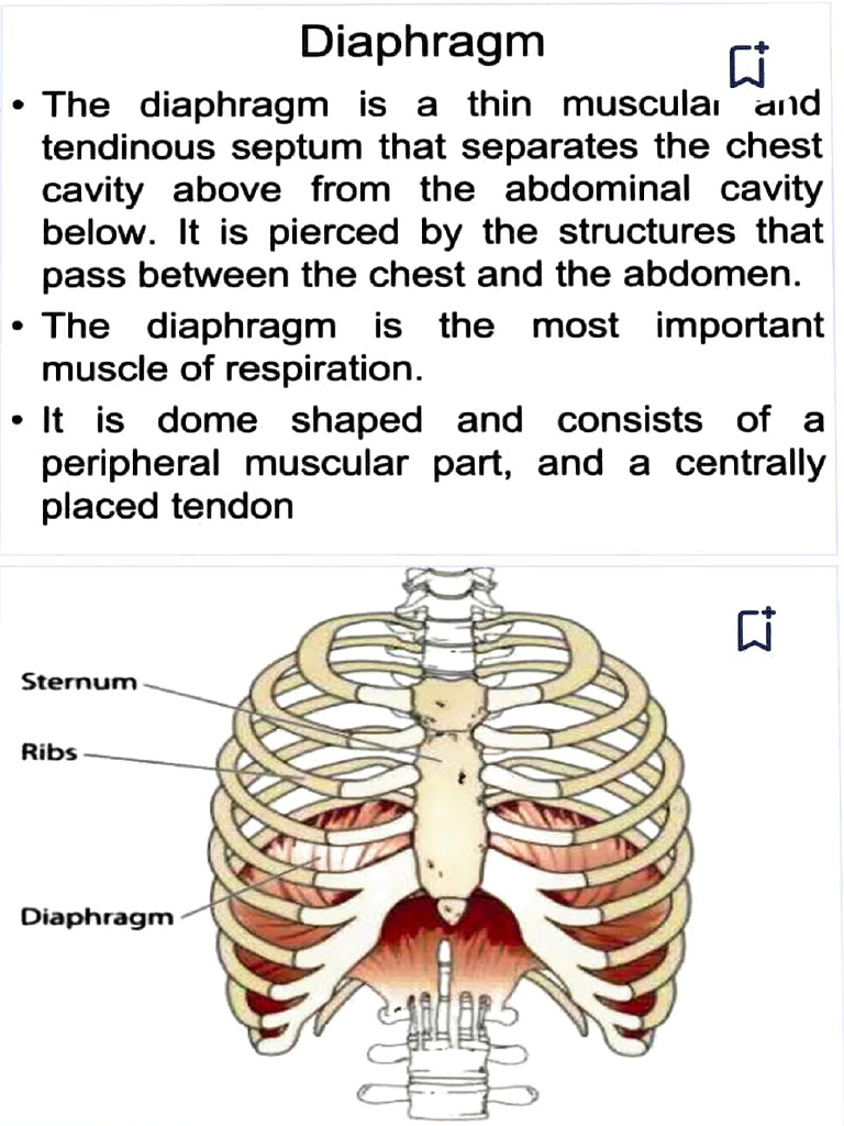 Diaghragm | PDF | Esophagus | Vertebra
