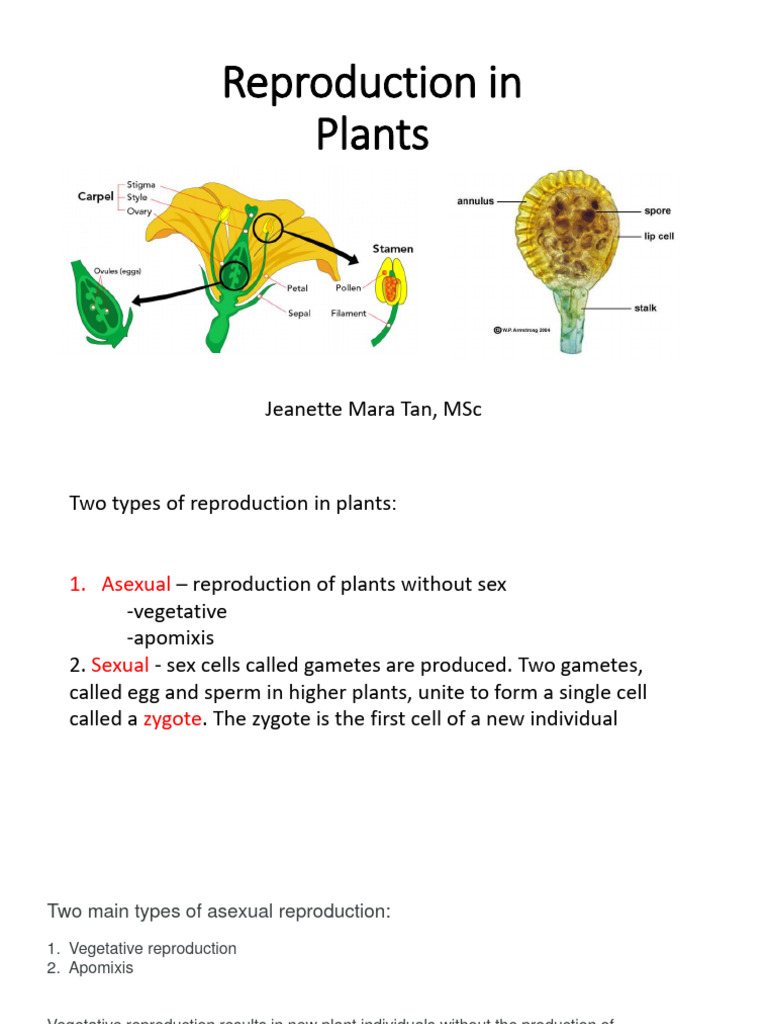 Reproduction in Plants | PDF | Plant Reproduction | Plants