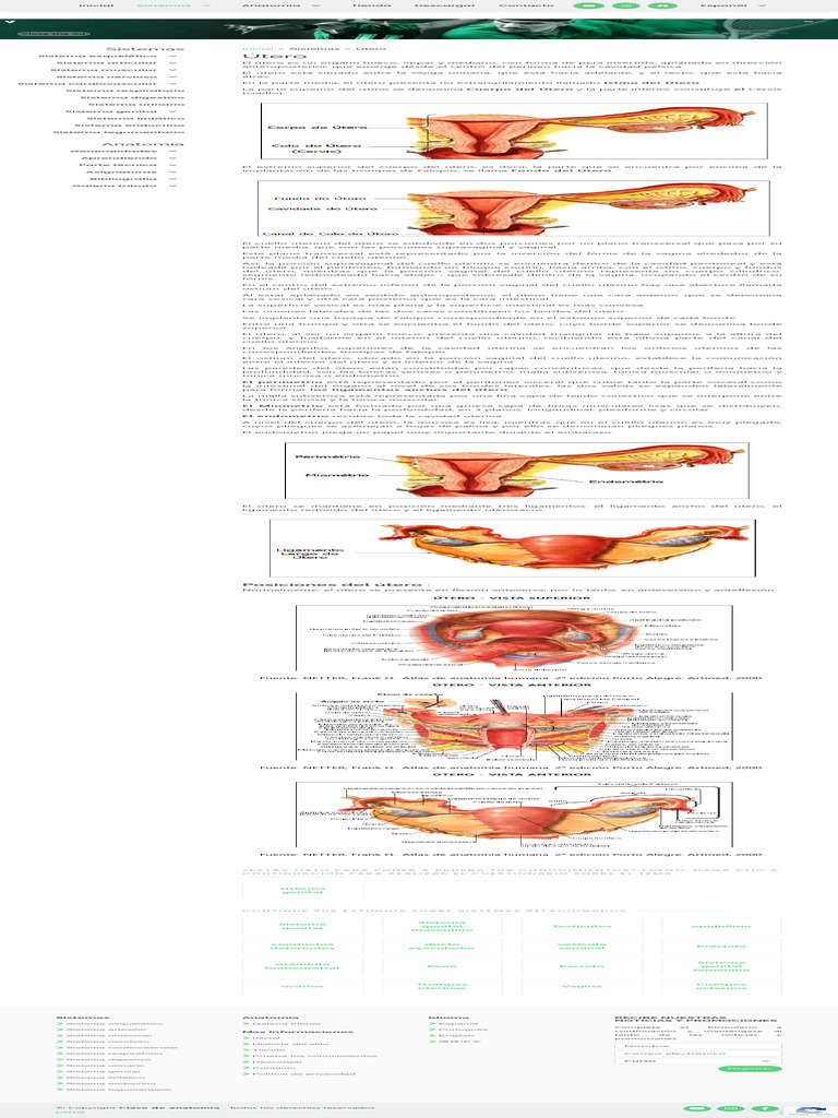 Útero Sistemas Aula de Anatomia | PDF | Útero | Vagina