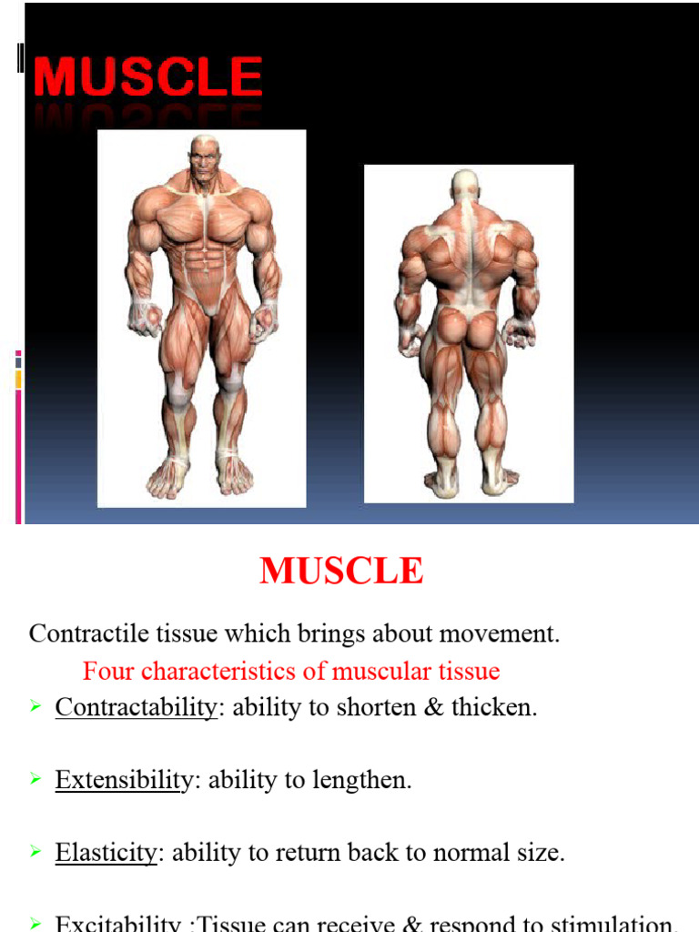 Muscle | PDF | Muscle | Skeletal Muscle