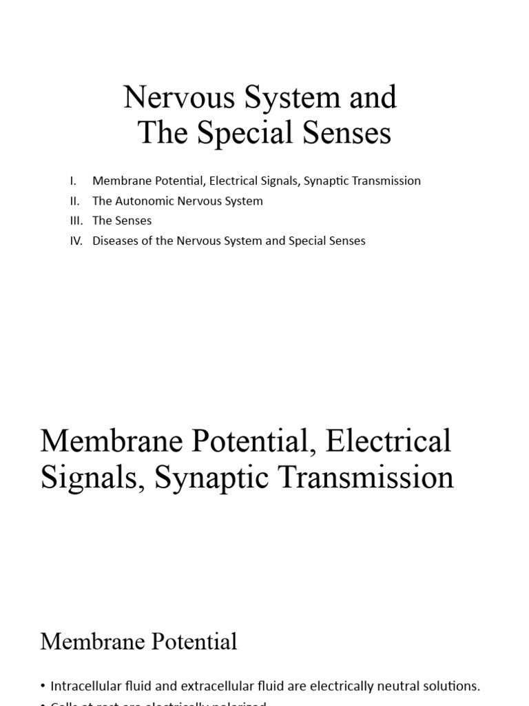 Nervous System: Membrane Potentials & Senses | PDF | Chemical Synapse ...