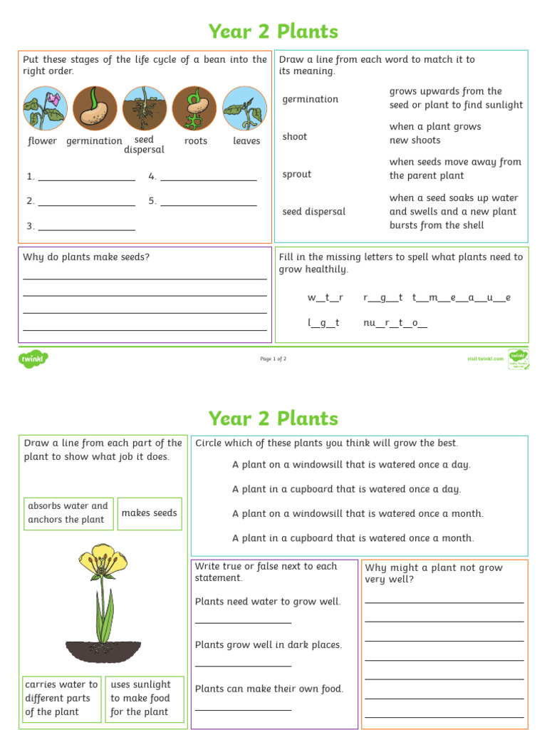Year 2 Plants Revision Activity Mat | Download Free PDF | Seed ...