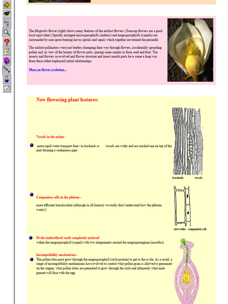 Introduction To The Plant Kingdom 8 | PDF