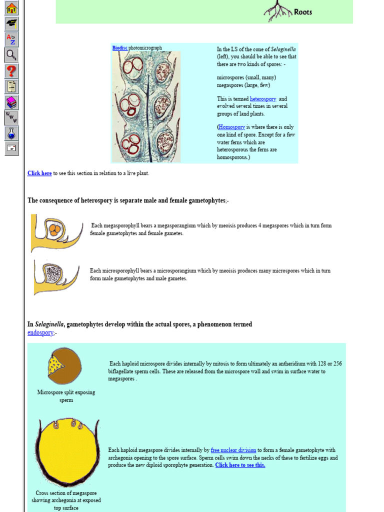 Introduction To The Plant Kingdom | PDF | Spore | Biology